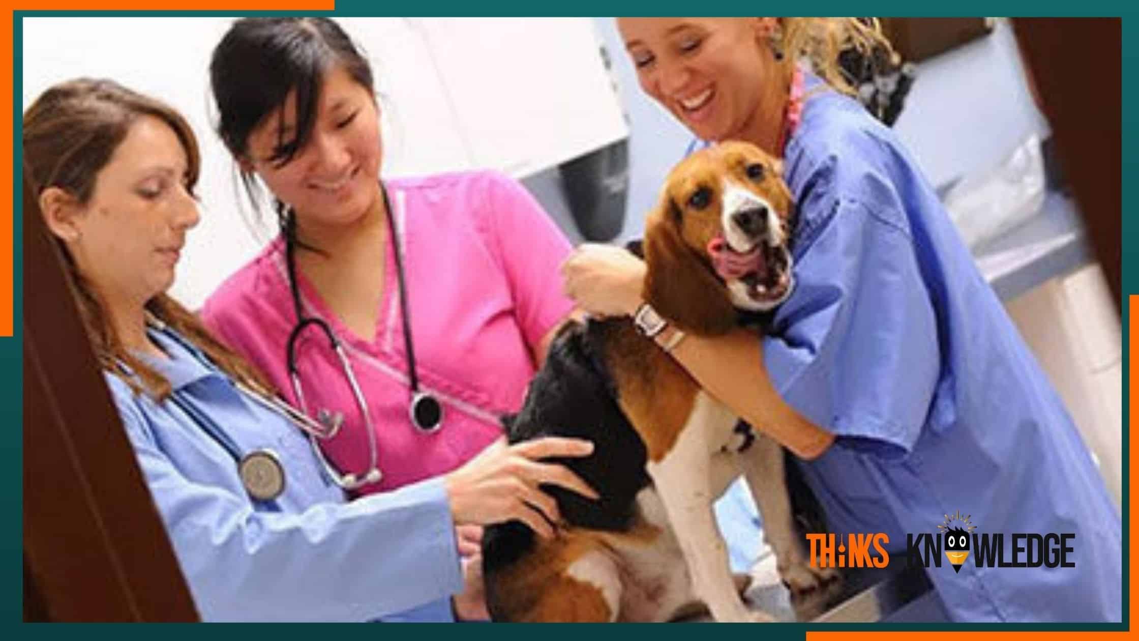How To Become A Veterinary Doctor After 12th In India Thinksknowledge How To Become A Veterinary Doctor After 12th In India Thinksknowledge